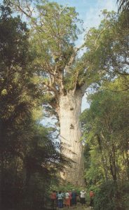 How are Kauri Furniture & Sculptures Made? | Auckland